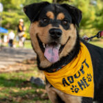 Available Dogs – Precious Paws Rescue