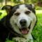 Available Dogs – Precious Paws Rescue