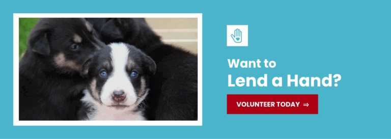 Precious Paws Rescue – Tails of Resilience