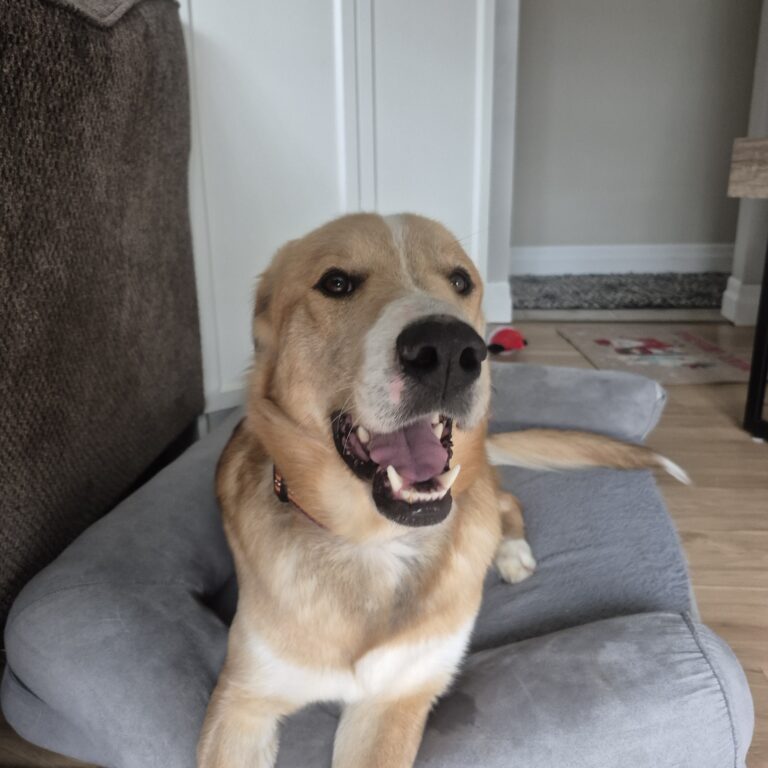 Available Dogs – Precious Paws Rescue